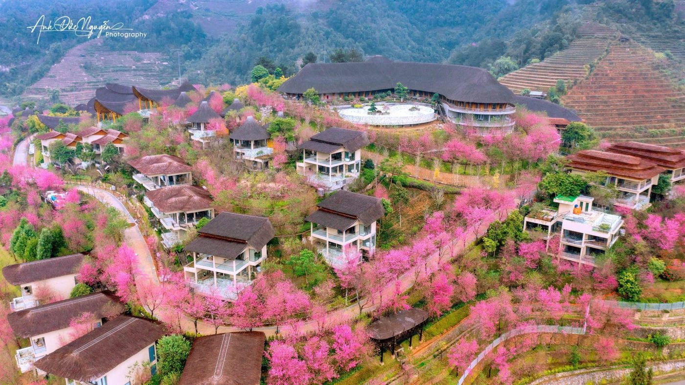 Mùa hoa tớ dày nhuộm hồng Mù Cang Chải: Lịch trình gợi ý cho chuyến đi ...